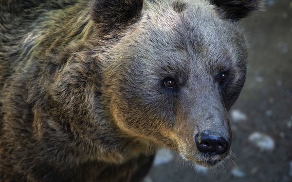 Das Bärenland Arosa bekommt zwei neue Bären - htr.ch