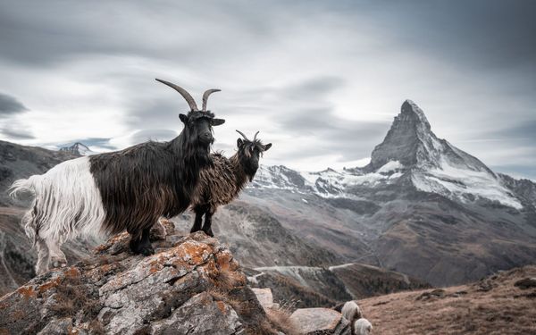 Matterhorn Region AG wächst weiter - htr.ch