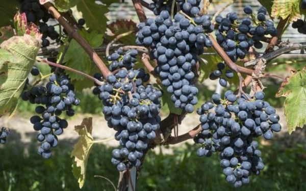 Le Divico comme fier ambassadeur - htr.ch