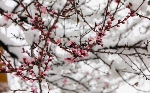 Grossteil der Aprikosen-Ernte durch April-Frost vernichtet - htr.ch