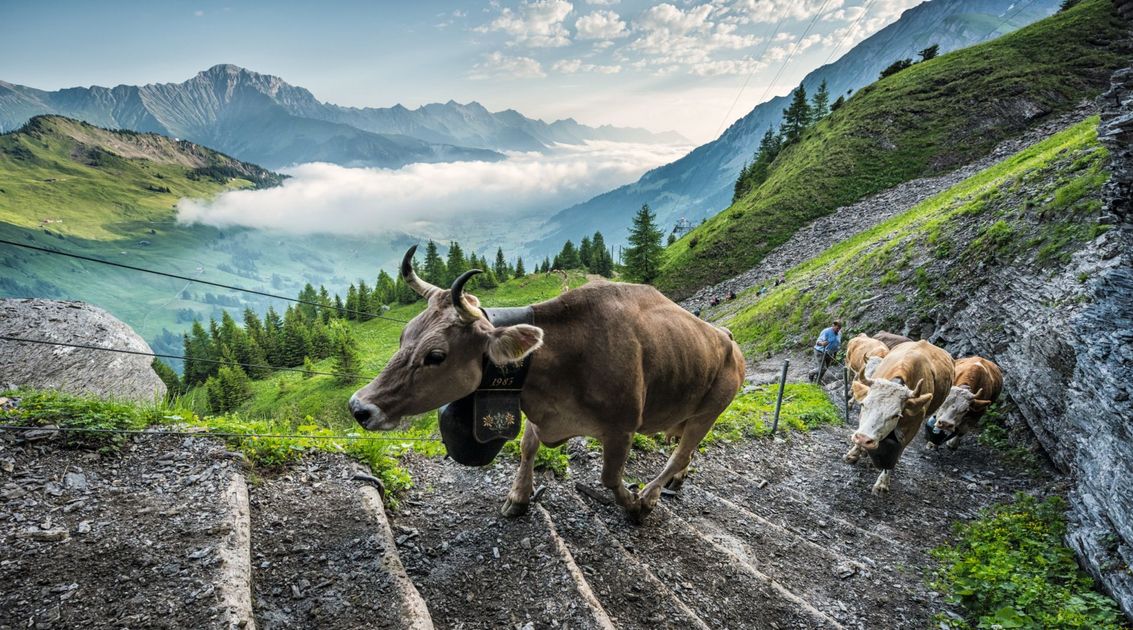 Adelboden-Lenk-Kandersteg AG kämpfte mit «hausgemachten» Problemen - htr.ch